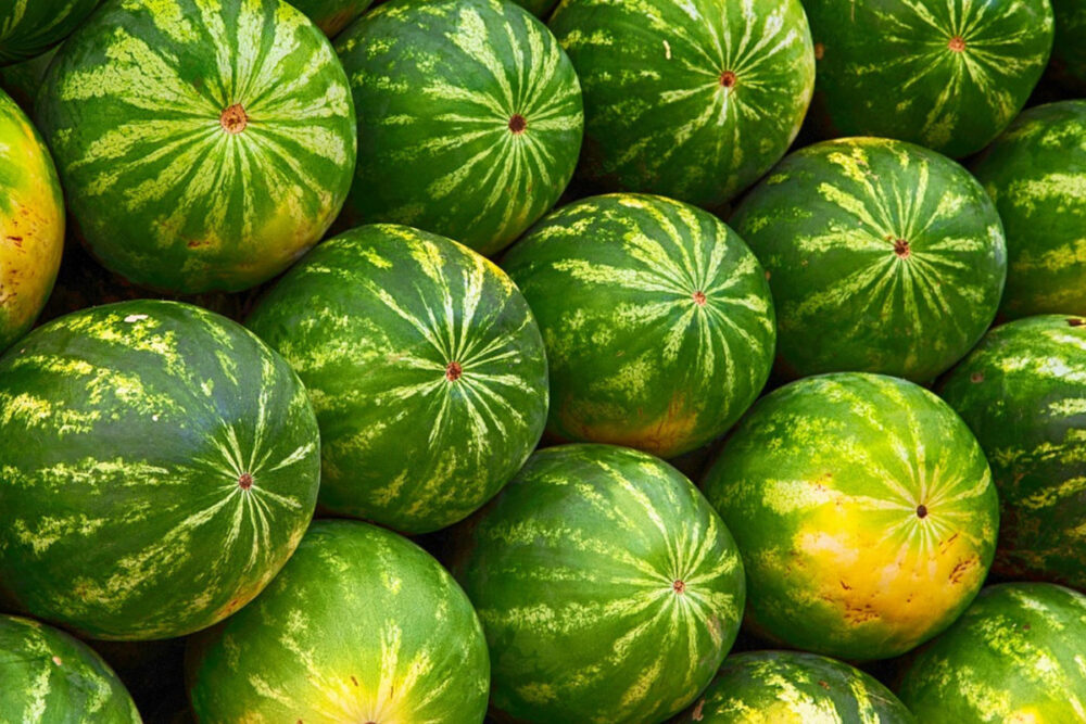 Wholesale Watermelons - Fresh Fruit Turkey Export Company