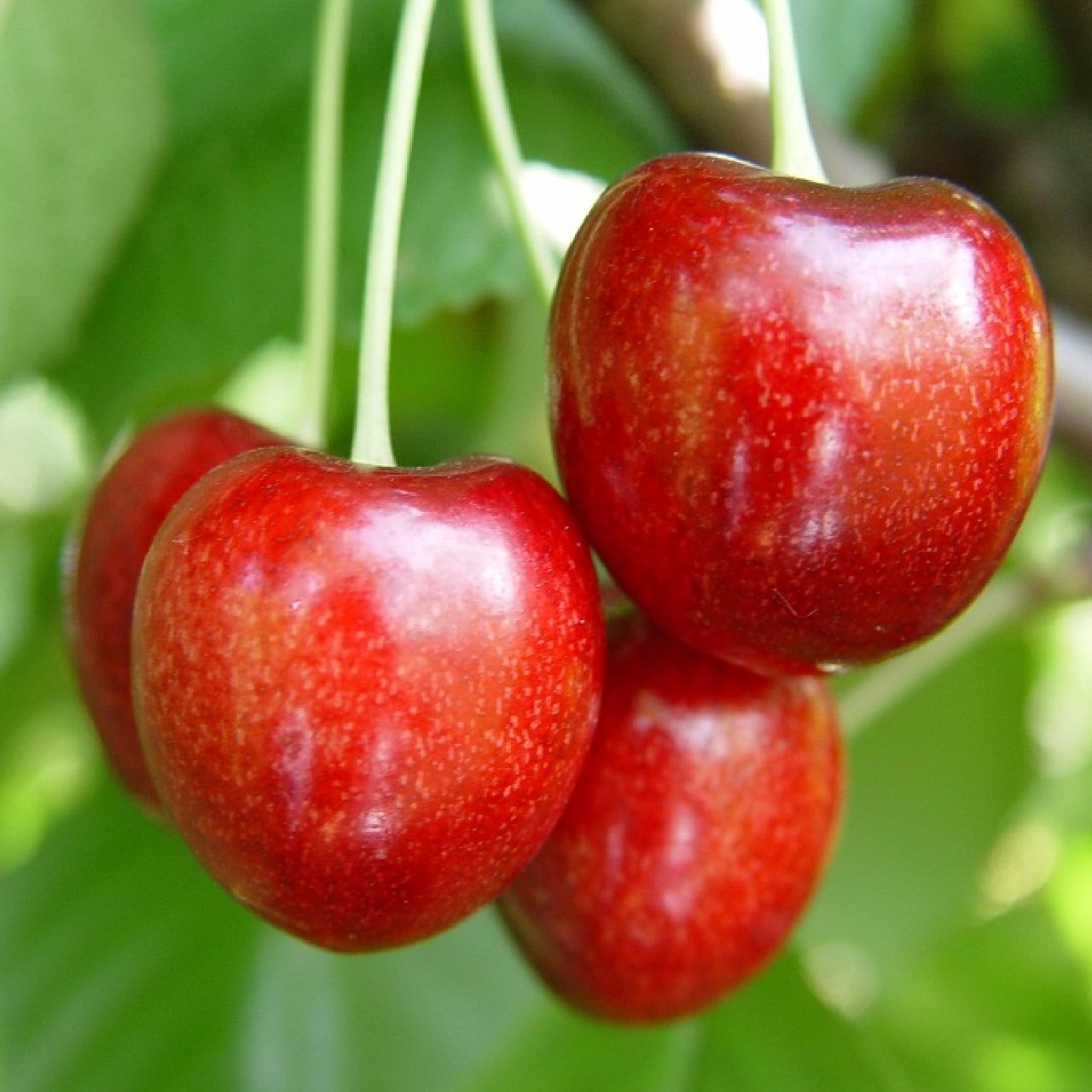 Lambert Cherries