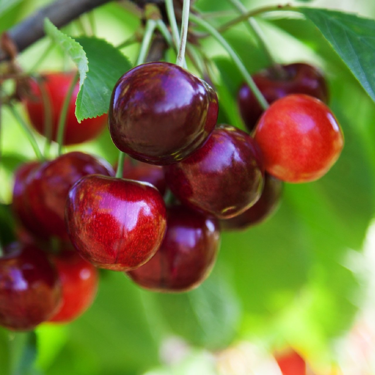 Sweet Cherries Ziraat - Fresh Fruit Turkey Export Company From Turkey