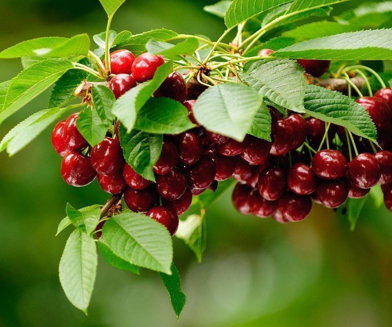 Wholesale Sour Cherries - Fresh Fruit Turkey Export Company Turkey