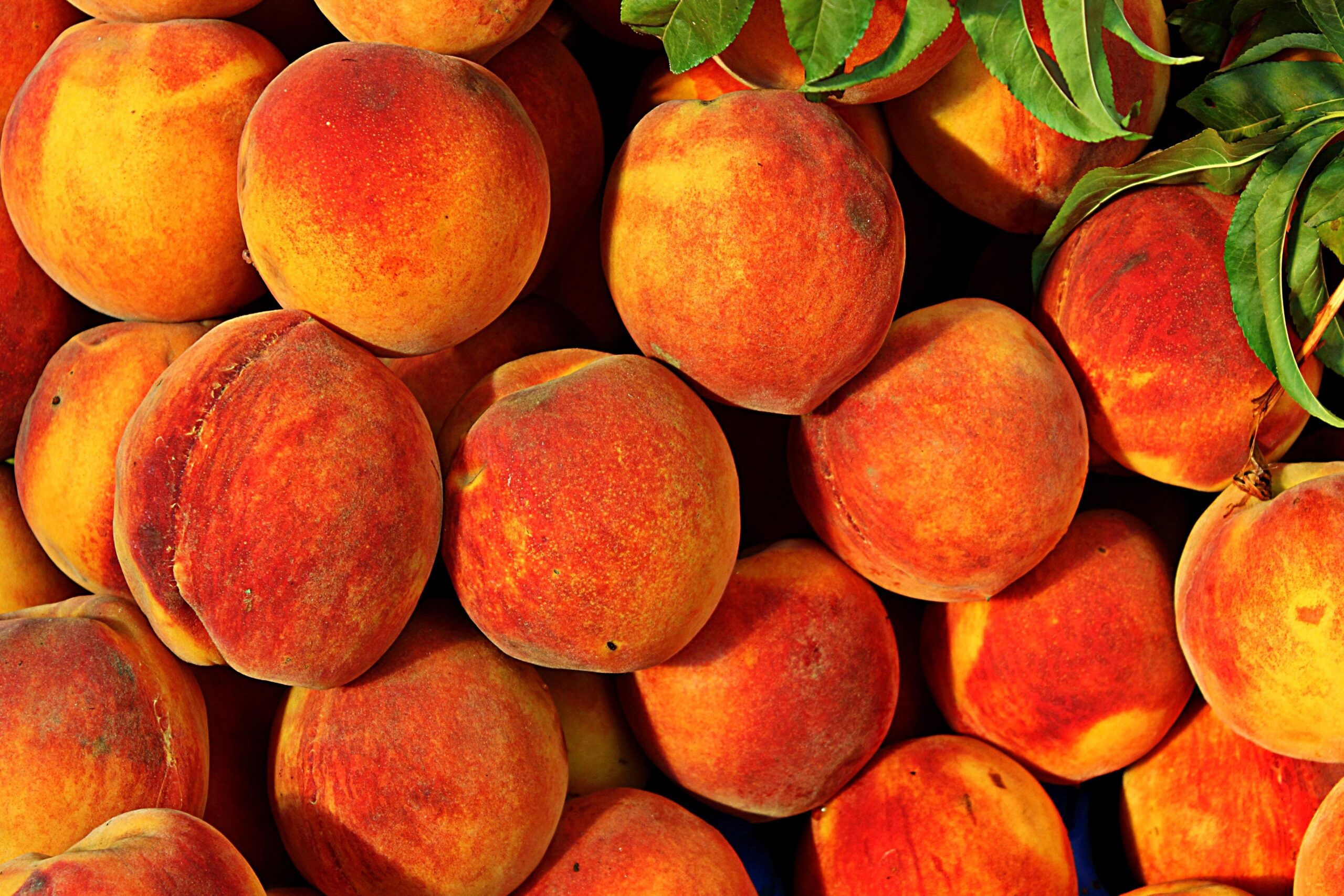 Wholesale Peaches - Fresh Fruit Turkey Export Company