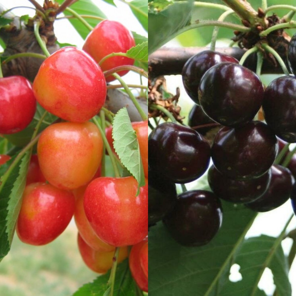 Sweet Cherries Napoleon - Fresh Fruit Turkey Export Company Turkey