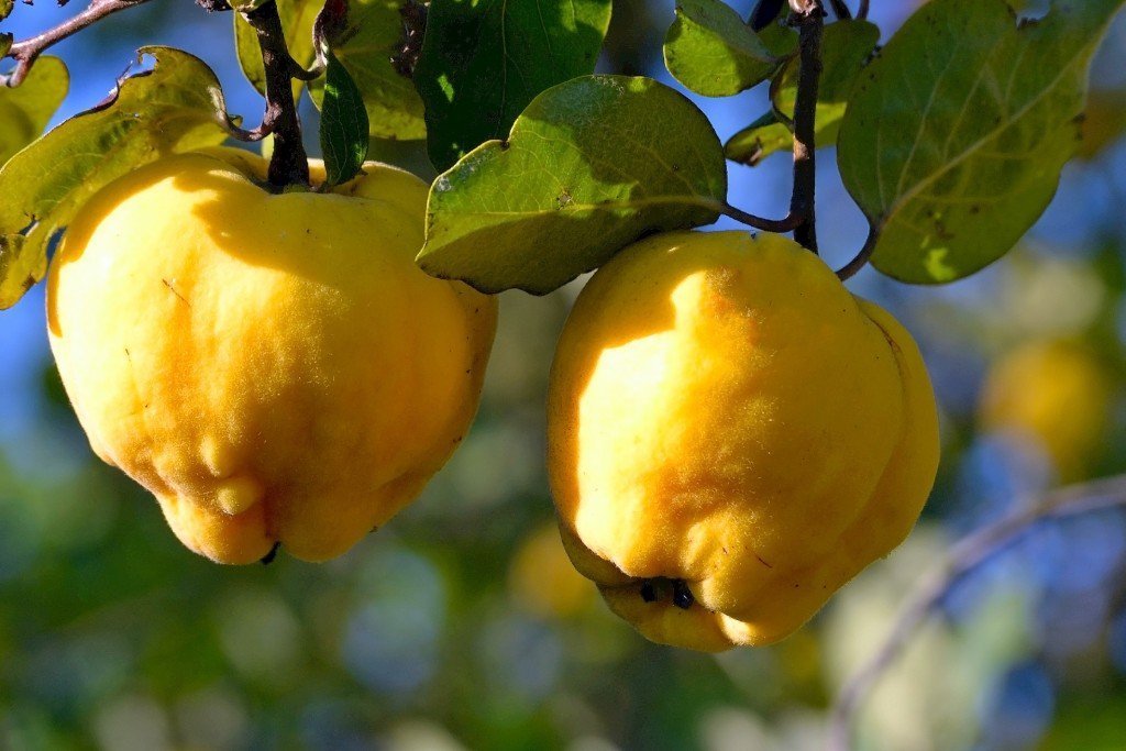 Seker Gevrek Quinces - Fresh Fruit Turkey Export Company From Turkey
