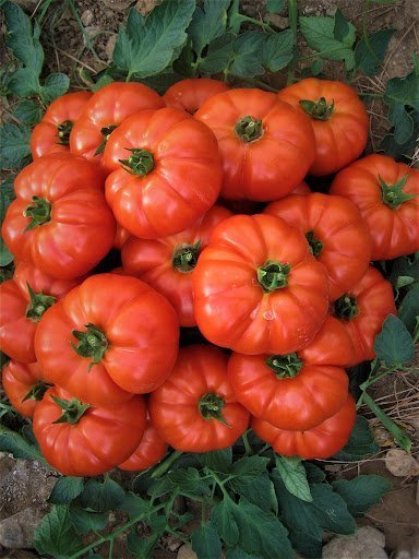 Beef Tomatoes Buffalo F1 - Fresh Fruit Turkey Export Company