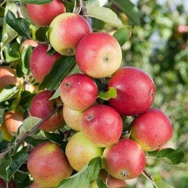 Amasya Apples - Fresh Fruit Turkey Export Company From Turkey