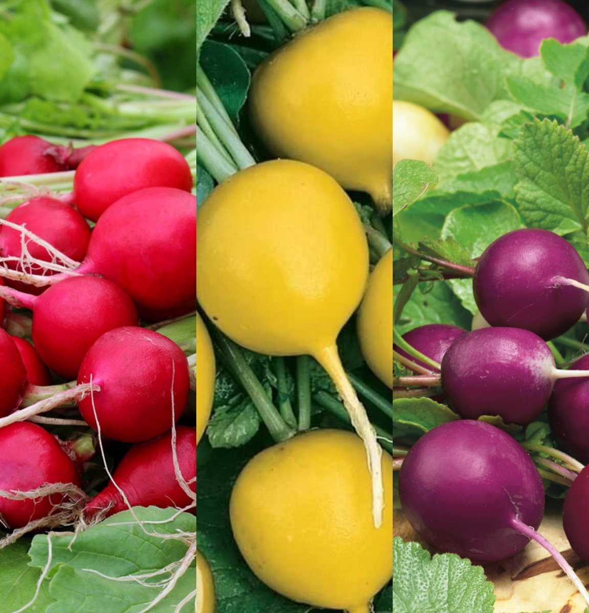 Late Radish Variety - Fresh Fruit Turkey Export Company From Turkey
