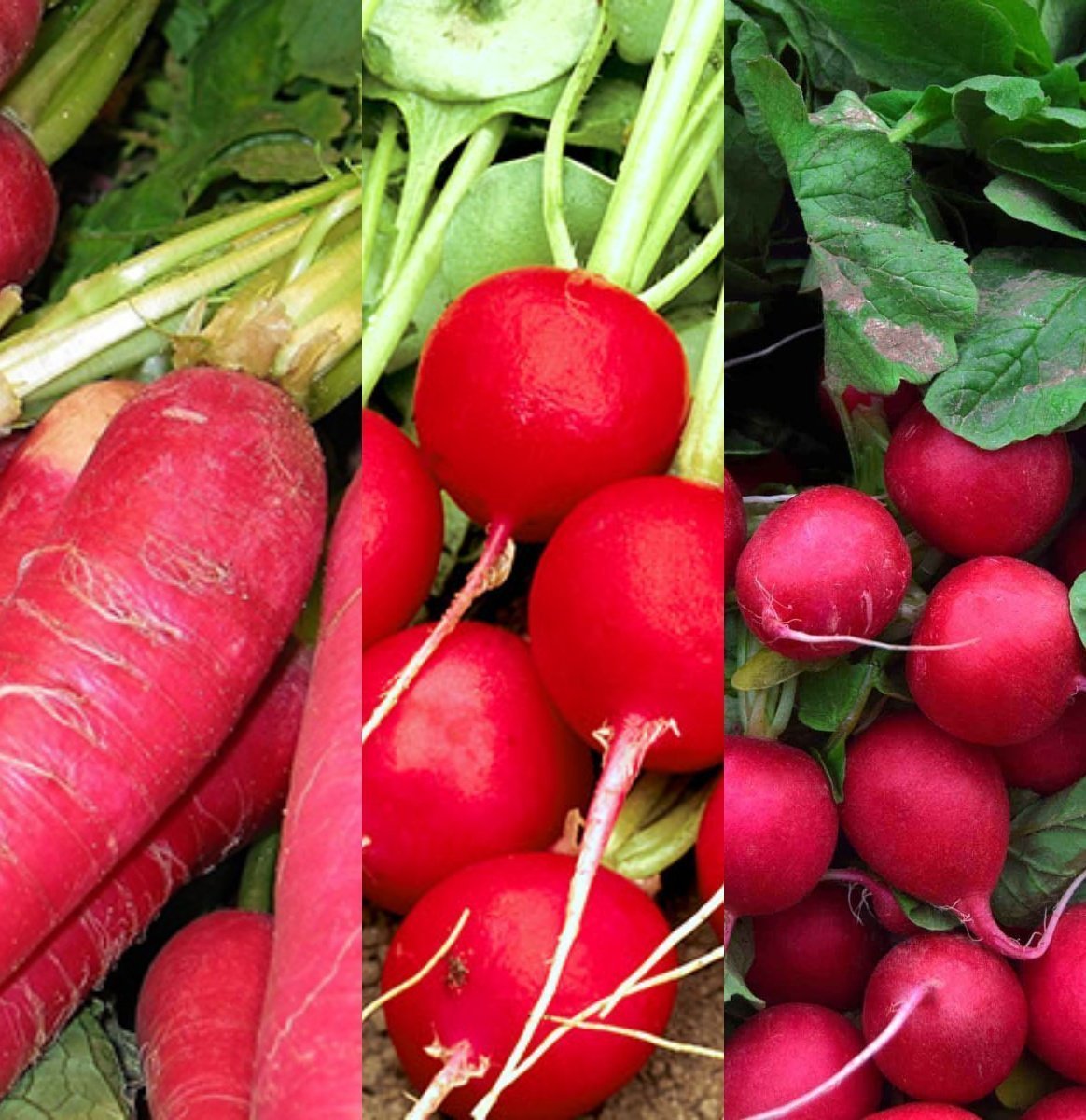 Medium Radish Variety - Fresh Fruit Turkey Export Company From Turkey.