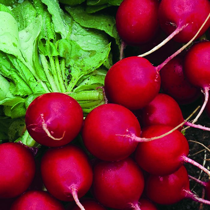 Tarzan Turp - Fresh Fruit Turkey Toptan İhracat Şirketi