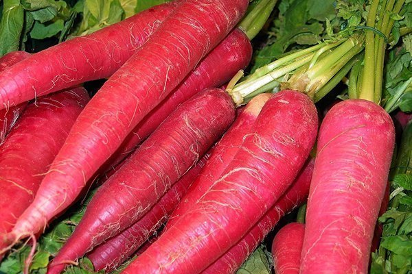 Red Giant Radishes - Fresh Fruit Turkey Export Company From Turkey