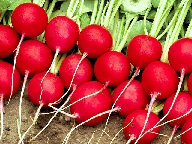 Turp Selesta - Fresh Fruit Turkey Toptan İhracat Şirketi