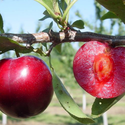 Red Heart Plums - Fresh Fruit Turkey Export Company From Turkey